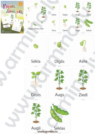Printējamas kartes “Pupas dzīves cikls”